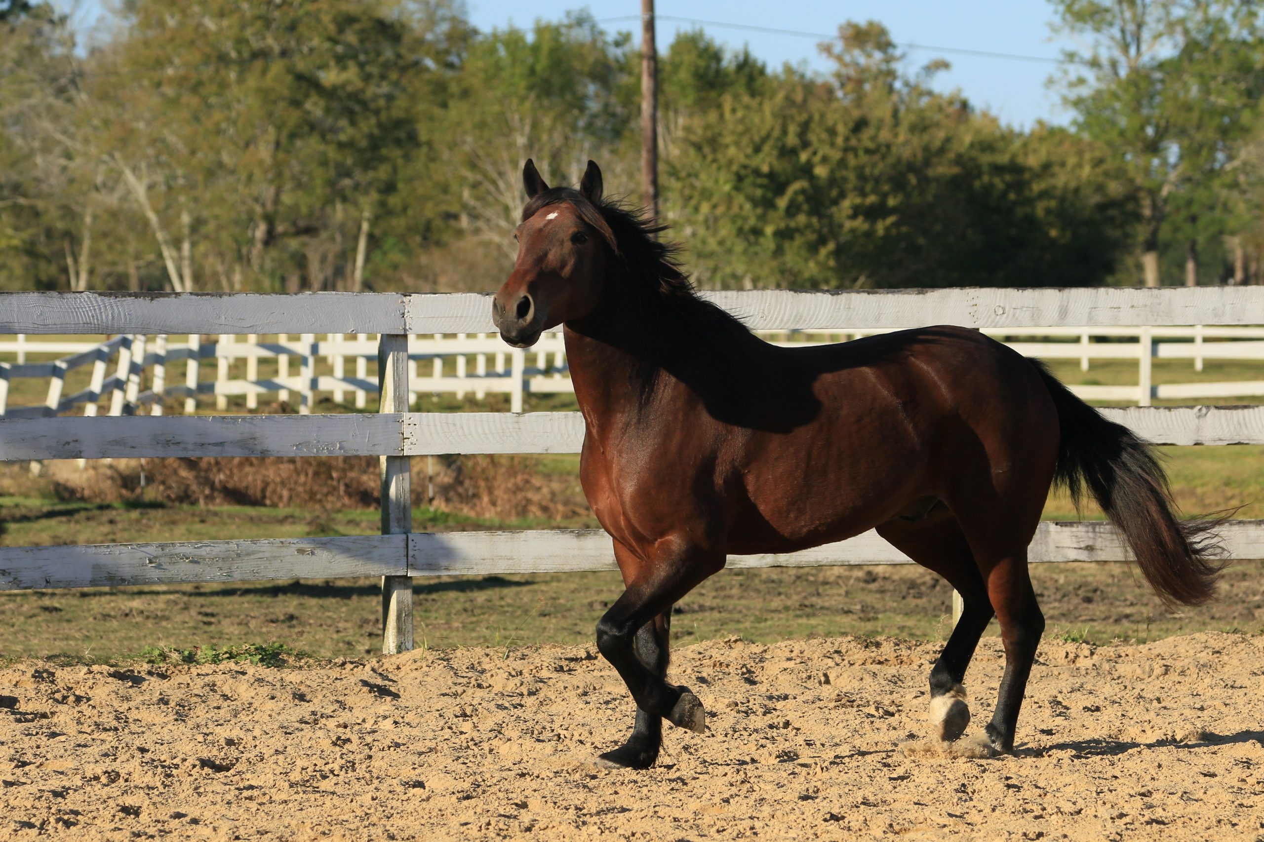 Bon Voyage, Bolero – Soul Horses llc
